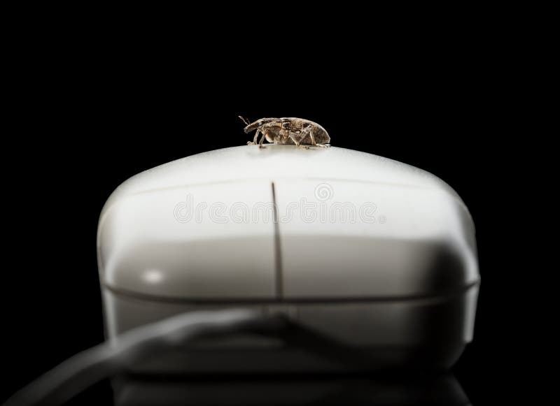 Bug and computer mouse stock photo. Image of mouse, corrupt - 48706634