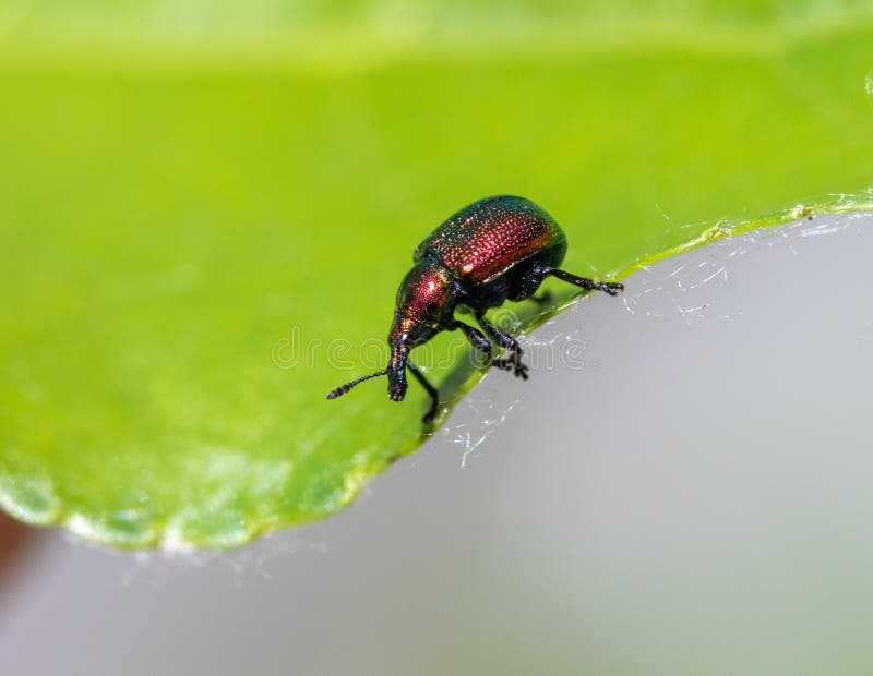 Bug comum foto de stock. Imagem de detalhe, erro, fundo - 187705914