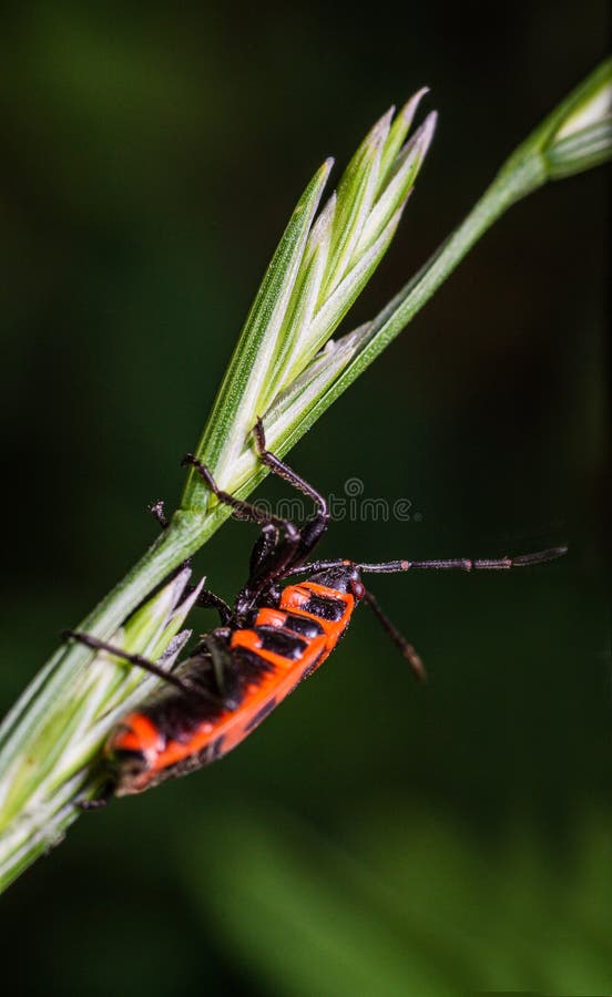 Bug comum imagem de stock. Imagem de rastejamento, vermelho - 189595237