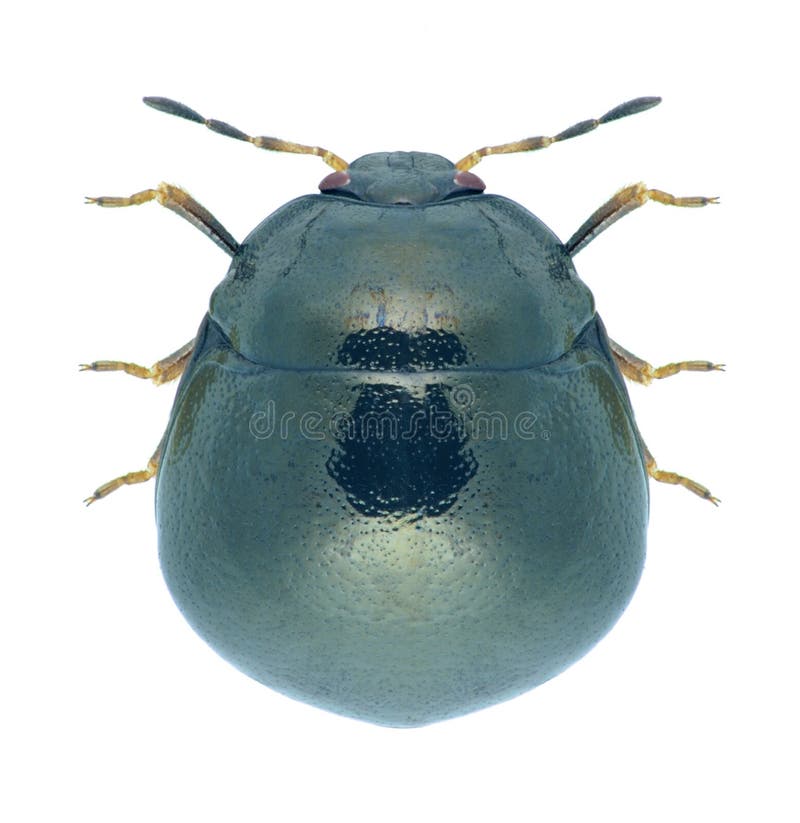 Bug Coptosoma Stock Photos - Free & Royalty-Free Stock Photos from ...