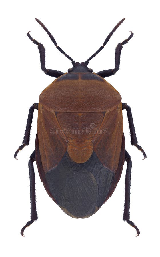 Coridius Viduatus Stock Photos - Free & Royalty-Free Stock Photos from ...