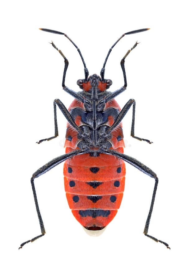 Bug Corizus Hyoscyami Underside Stock Photos - Free & Royalty-Free ...