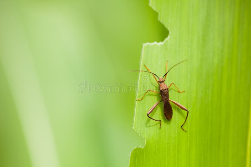 A bug on corn leaf stock image. Image of nature, macros - 157936889