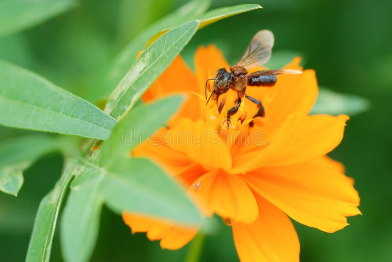 Bug with cosmos flower stock image. Image of green, insect - 65463657