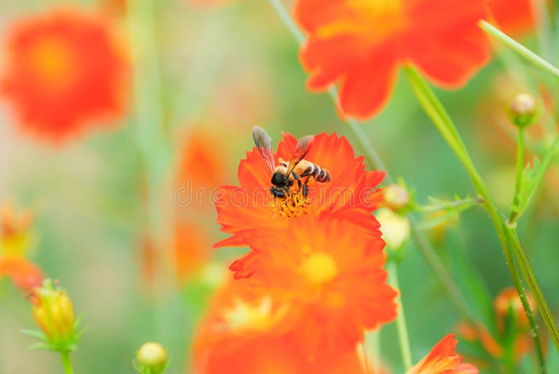 Bug with cosmos flower stock photo. Image of orange, plant - 65463762