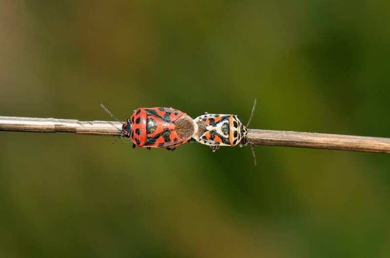 Mating Shield Bugs on Stem, Cyprus: Eurydema Ornata Stock Image - Image ...