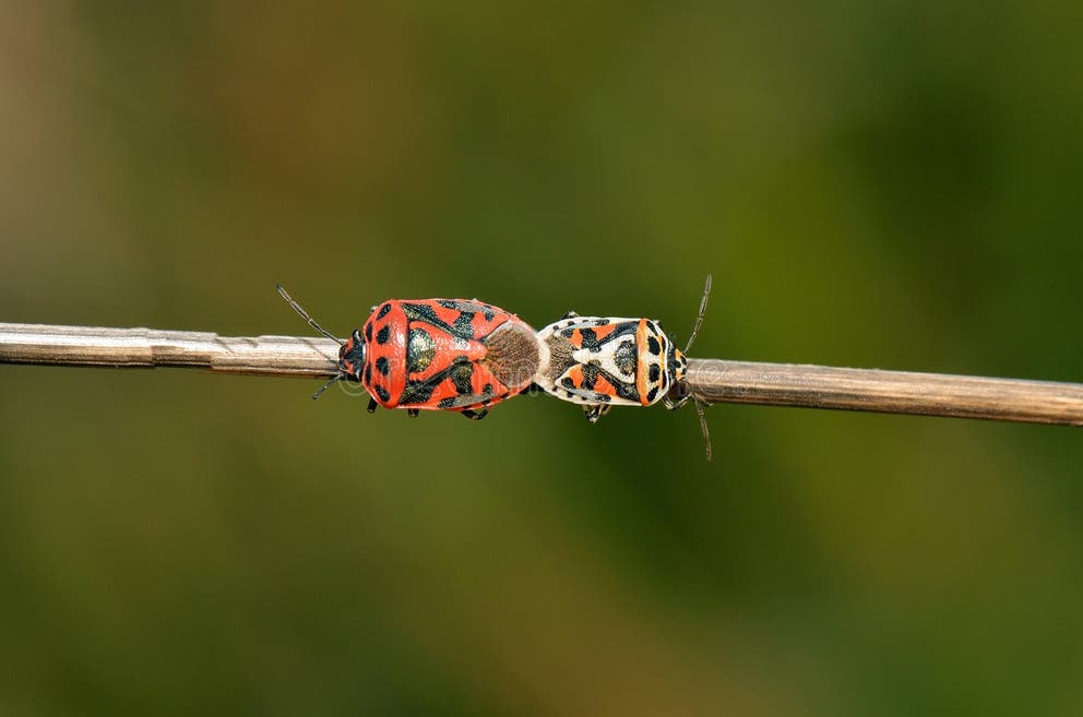 Mating Shield Bugs on Stem, Cyprus: Eurydema Ornata Stock Image - Image ...