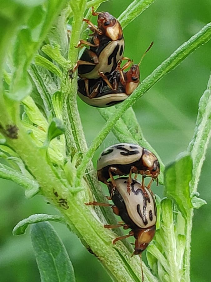 Bug Couple Mating in the Mirning Stock Image - Image of mating ...