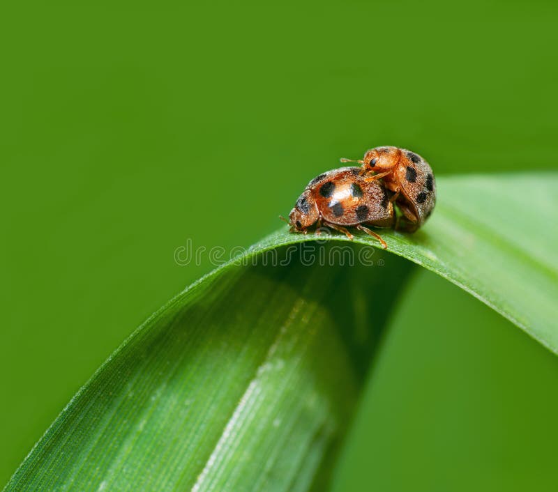 Bug couple stock photo. Image of green, buglife, insect - 222384020