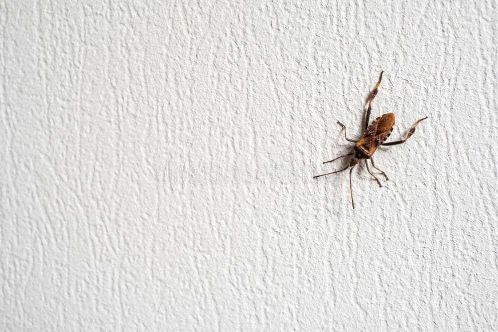 Bug crawling on rough wall stock photo. Image of specie - 205697482