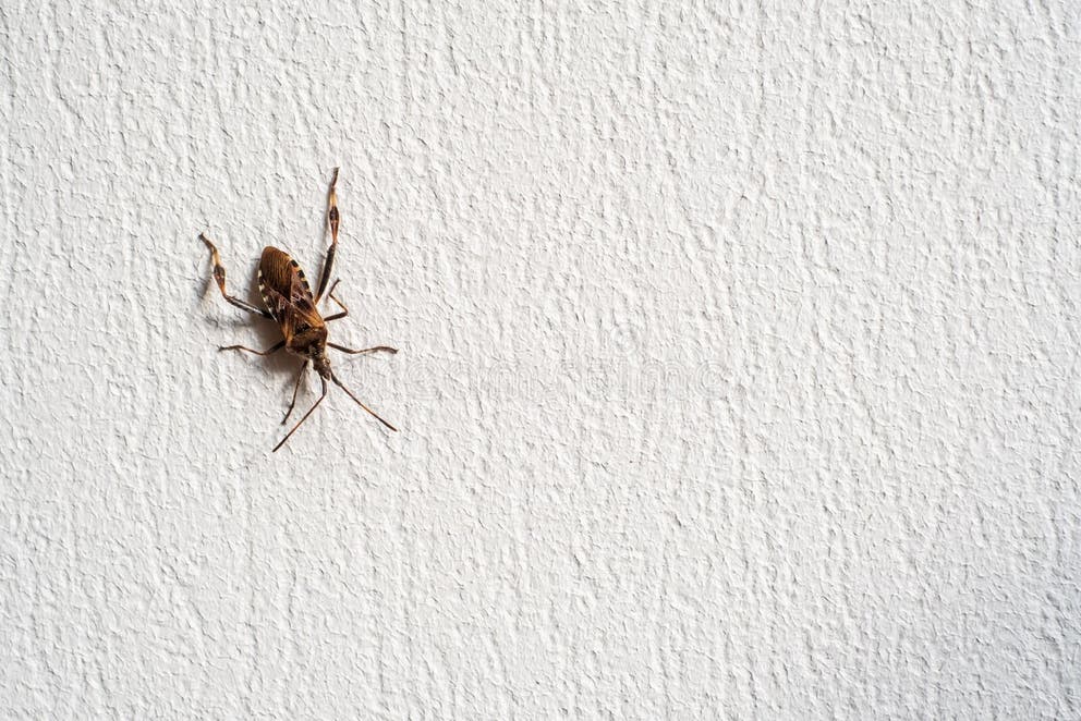 Bug crawling on rough wall stock photo. Image of animal - 205697498
