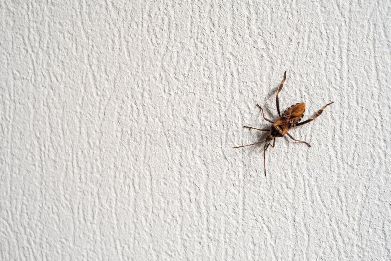 Bug crawling on rough wall stock photo. Image of beetle - 207531526