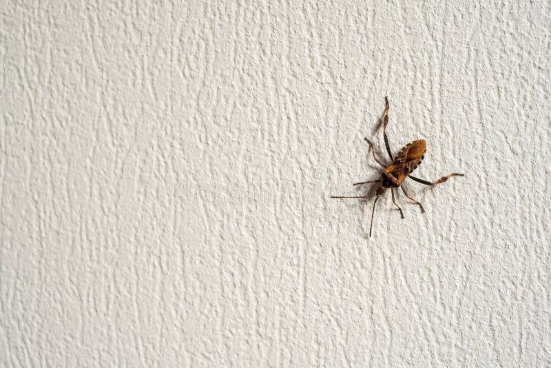 Bug crawling on rough wall stock photo. Image of beetle - 208243236