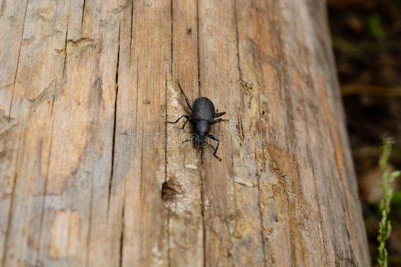 The Bug Creeps on a Tree the Macro Photo. Stock Photo - Image of ...