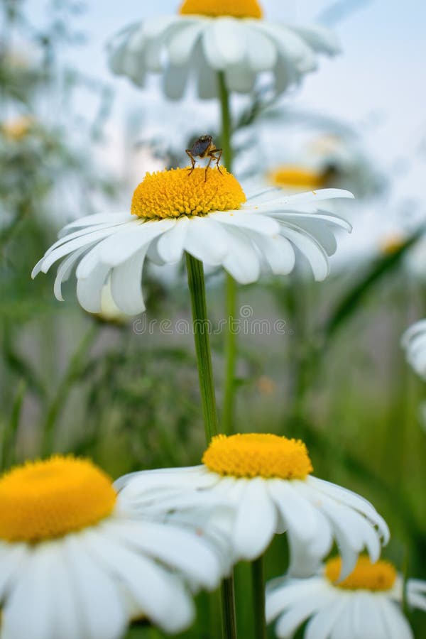 Bug on a Daisy Flower in Germany Stock Image - Image of blooming ...
