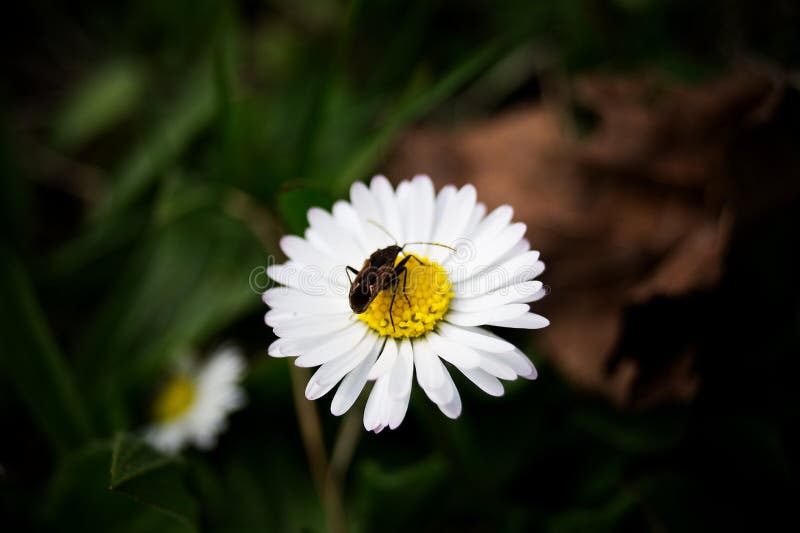 4,277 Daisy Bug Photos - Free & Royalty-Free Stock Photos from Dreamstime