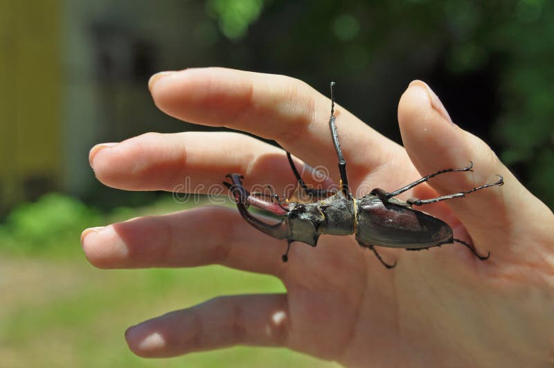 Bug deer stock image. Image of hand, macro, closeup, living - 42258745