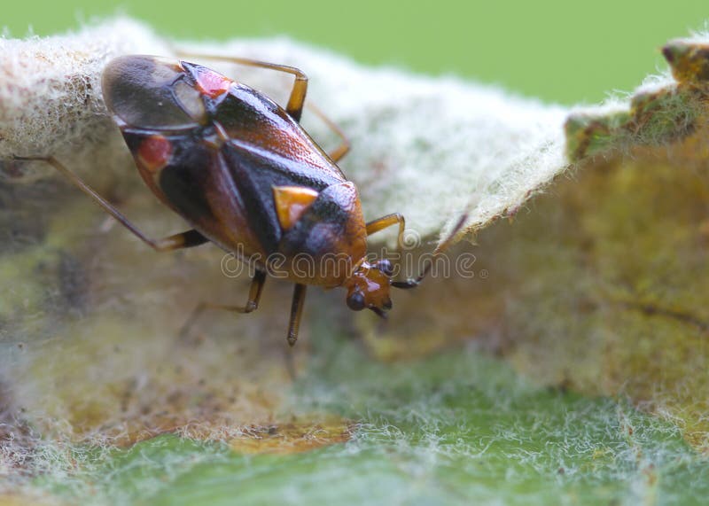 Bug Deraeocoris ruber. stock photo. Image of rube, beetle - 38037068