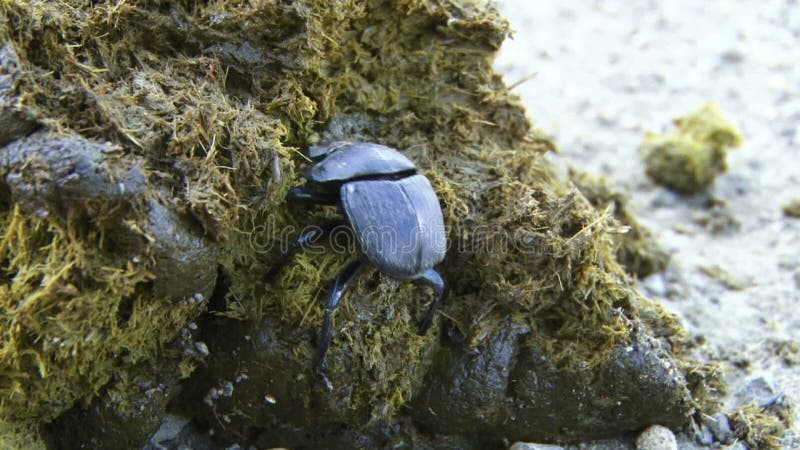 Bug digging hole in grass stock footage. Video of natural - 106460612