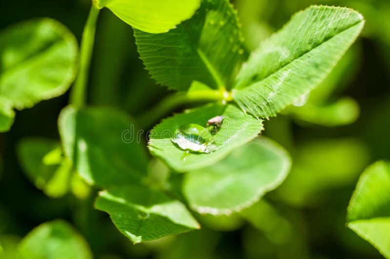 Bug Drinking from a Drop of Water on the Green Grass after the Rain ...