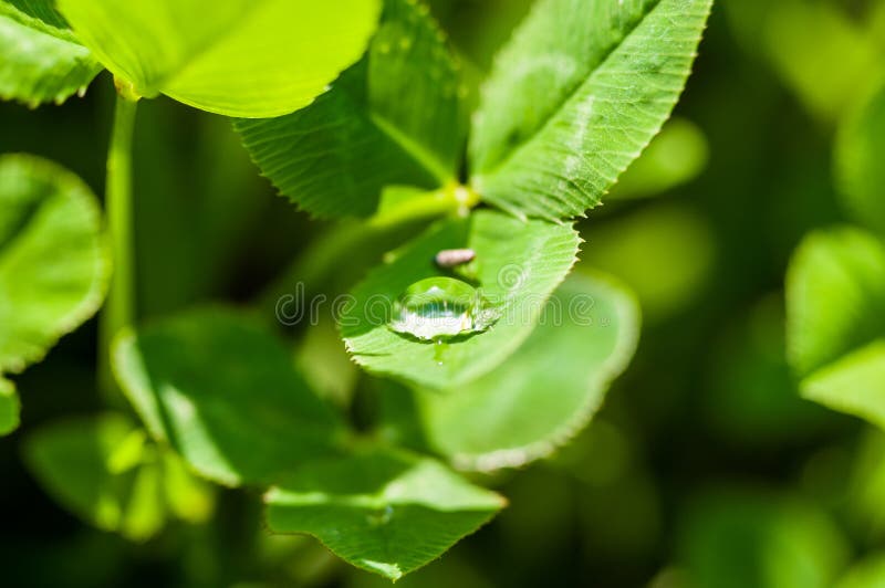 Bug Drinking from a Drop of Water on the Green Grass after the Rain ...