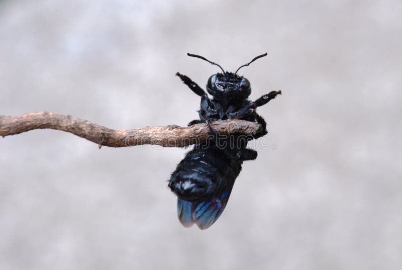 Bug on the dry branch stock photo. Image of branch, nature - 114048840