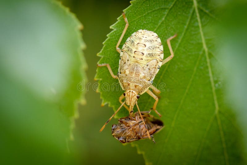Bug eating a bug close up stock photo. Image of insect - 223732558