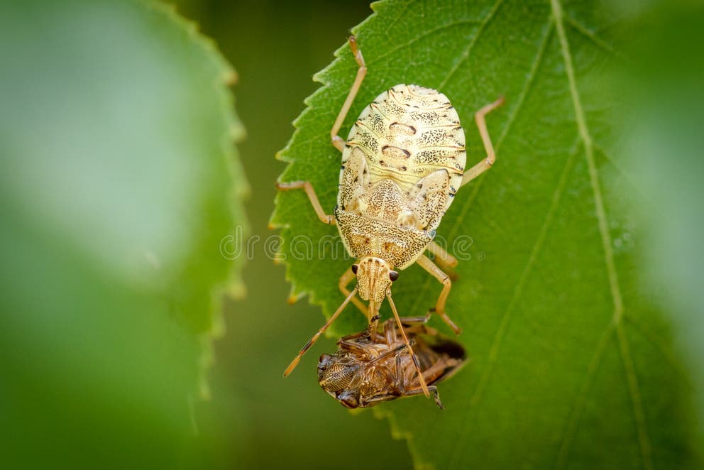 Bug eating a bug close up stock photo. Image of insect - 223732558