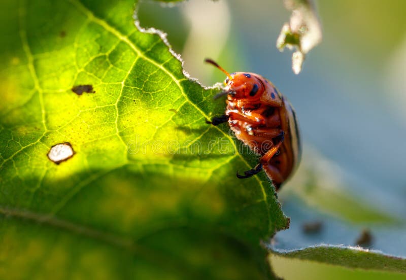 A bug is eating a leaf stock photo. Image of color, plant - 382388564
