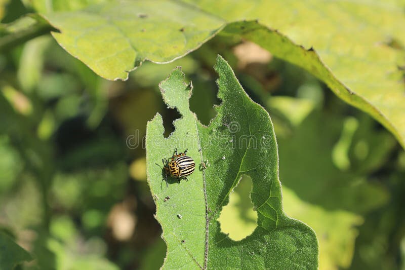A bug is eating a leaf stock image. Image of nature - 346635137