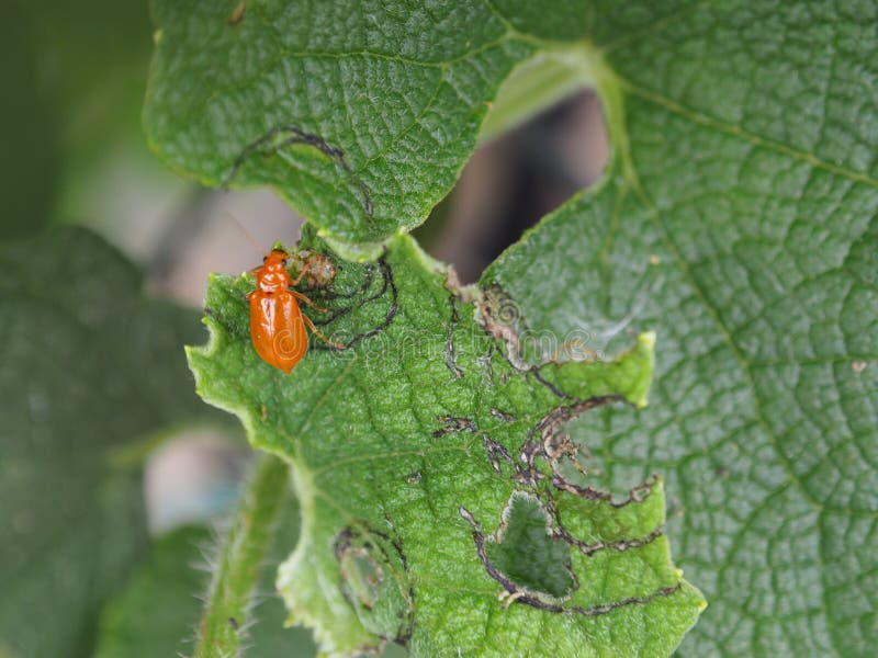 Bug eating leaf stock photo. Image of flora, details - 13131666