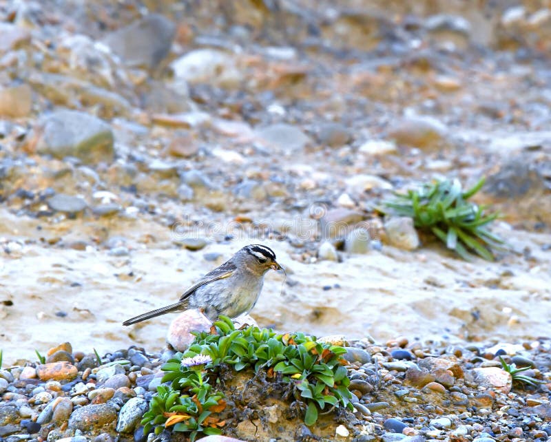 Bug Eating Sparrow stock photo. Image of beach, sparrow - 377044380