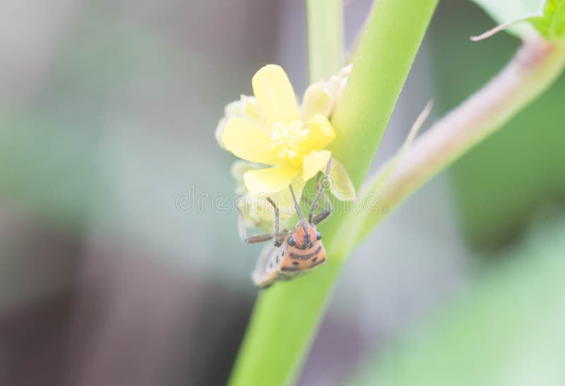 Bug stock image. Image of plant, yellow, flower, green - 110290991