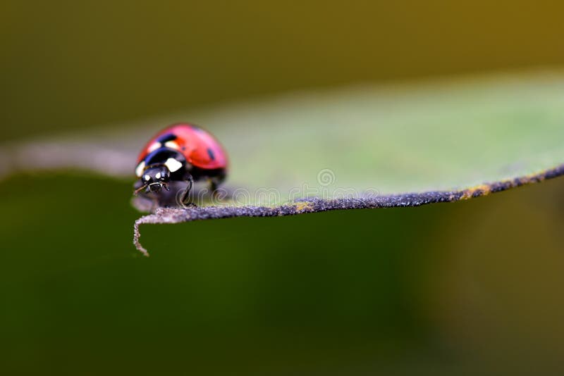 Bug on the Edge stock photo. Image of nature, leaf, small - 141346200