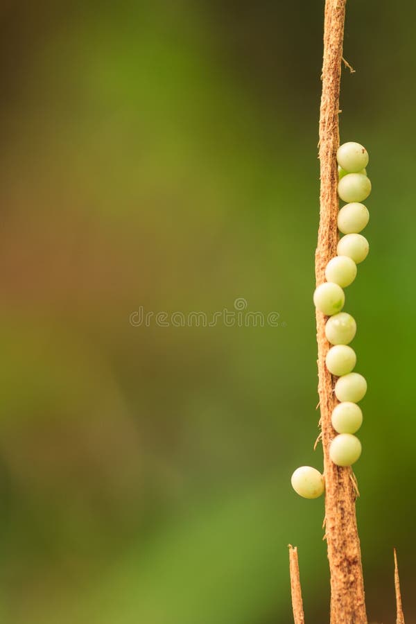 Bug egg stock photo. Image of nature, born, life, animal - 33139842