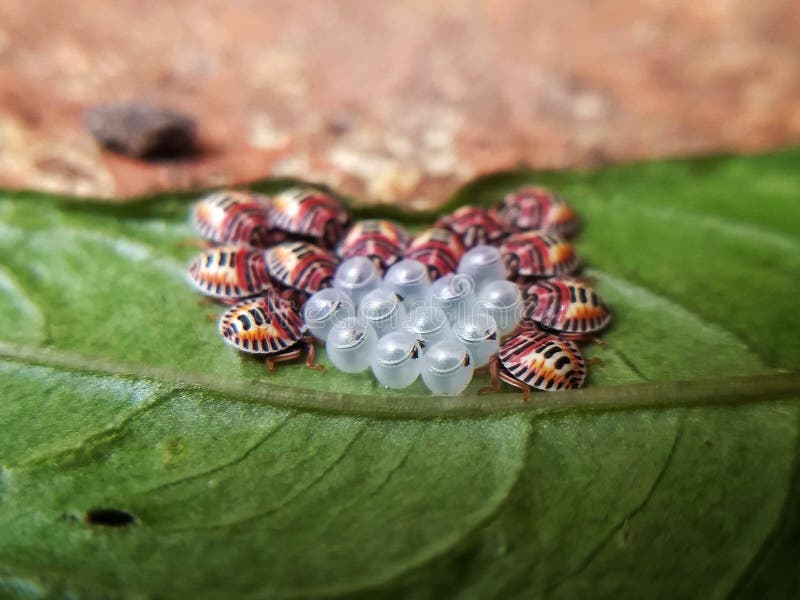 Bug and the eggs stock photo. Image of eggs, insect - 230047992