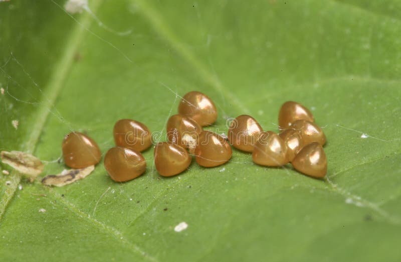 Babies Eggs Stock Photos - Download 1,054 Royalty Free Photos