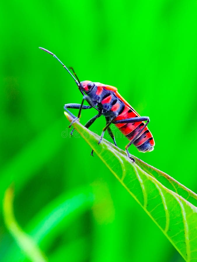 The Bug at the End of the Green Leaf Stock Image - Image of arthropod ...