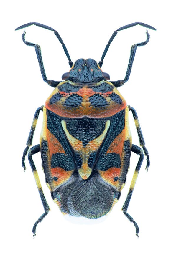 Pentatomidae. Eurydema Dominulus , Adult Final Instar Nymph. Shield Bug ...