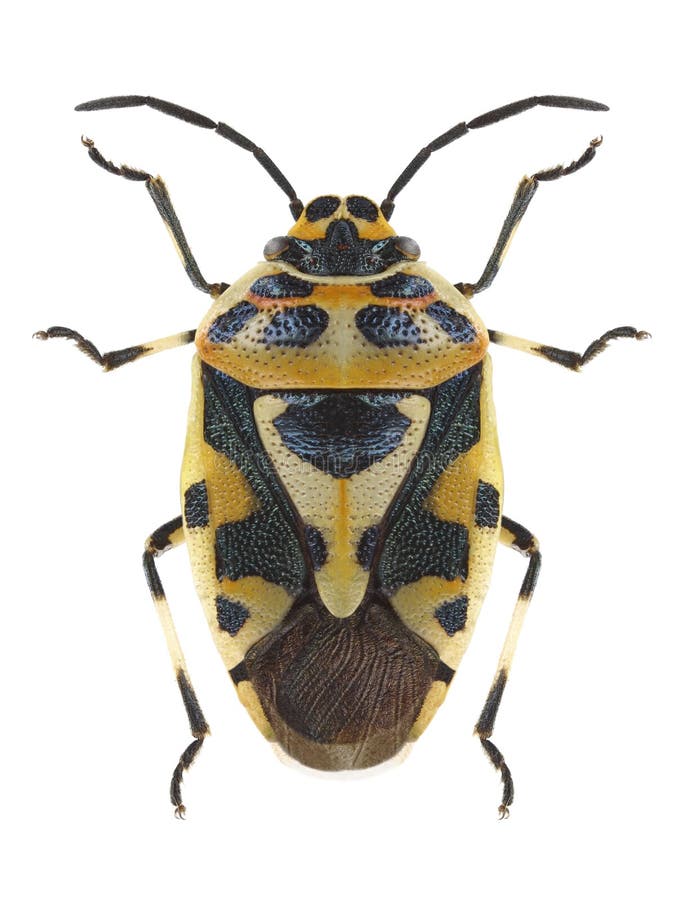 Eurydema Ornata is a Species of the Pentatomidae Family, Crete Stock ...