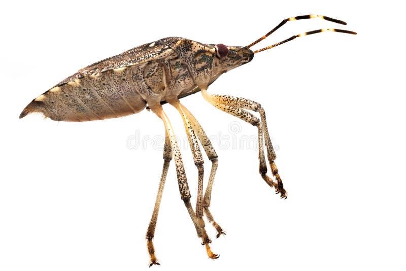 Bug extreme close up imagen de archivo. Imagen de temas - 208214767