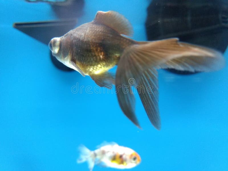 514 Aquarium Bug Stock Photos - Free & Royalty-Free Stock Photos from Dreamstime