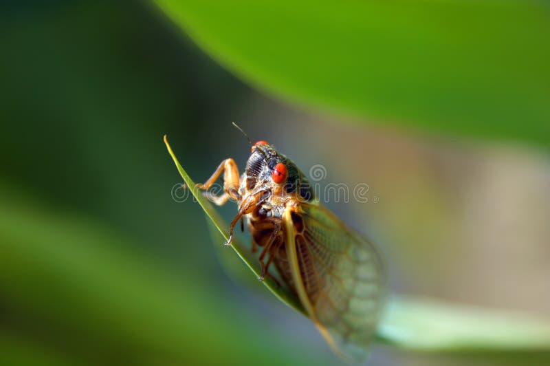 Bug Eyed Locust stock image. Image of green, nature, leaf - 22181585