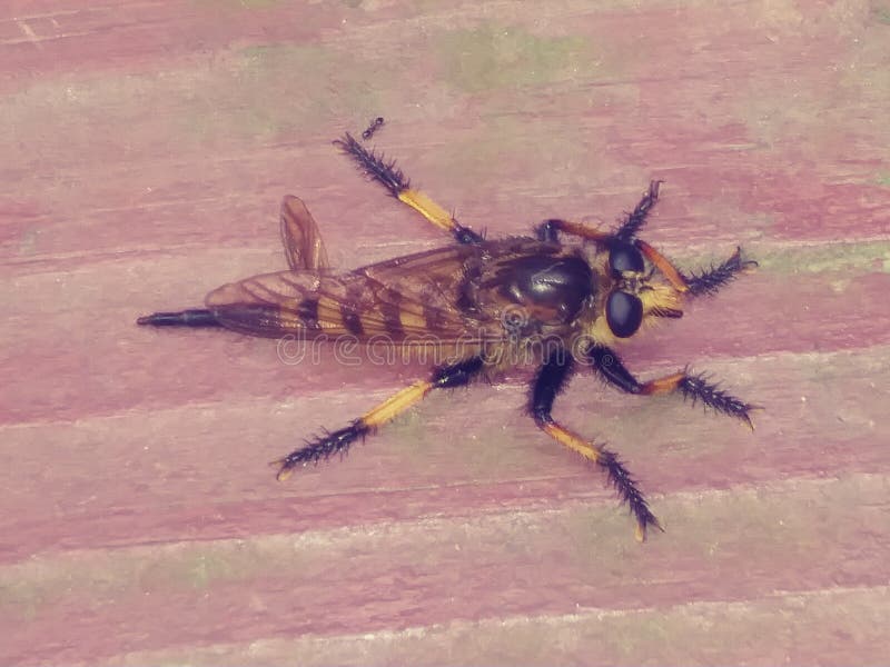 Bug eyed wonders stock photo. Image of ugly, wonders - 154015584