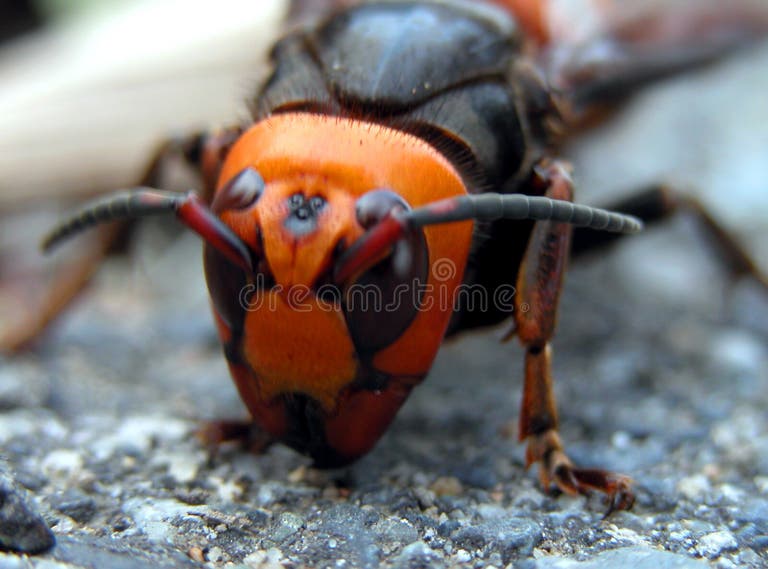 Bug face stock image. Image of bugs, wildlife, nature, outdoor - 18325