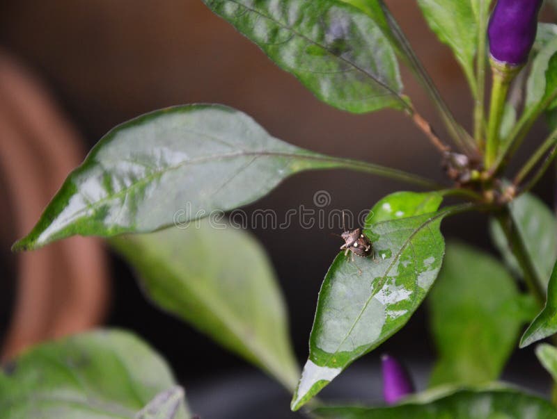 Bug in Face of People on the Leaf Stock Photo - Image of plant, garden ...