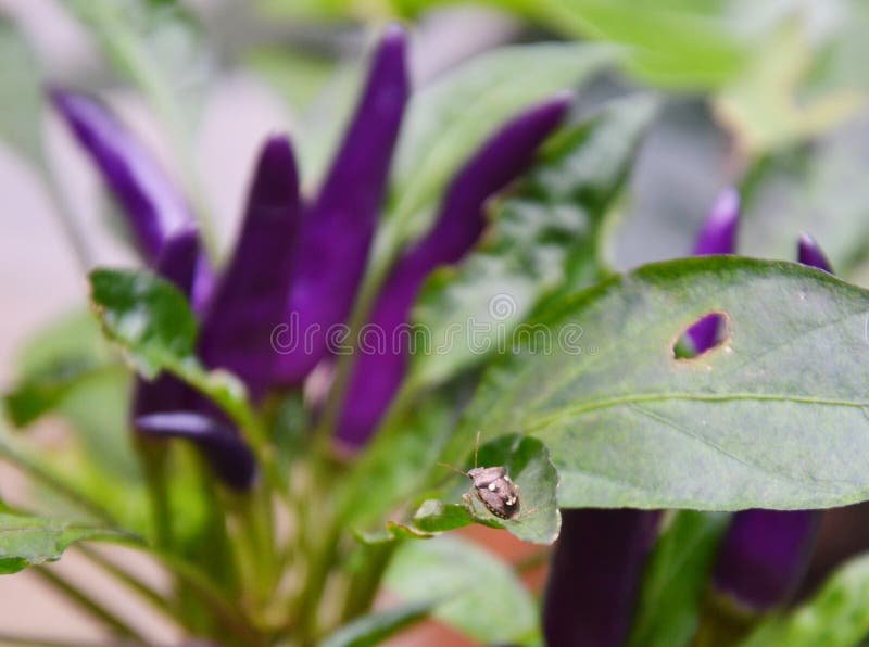 Bug in Face of People on the Leaf Stock Image - Image of nature ...