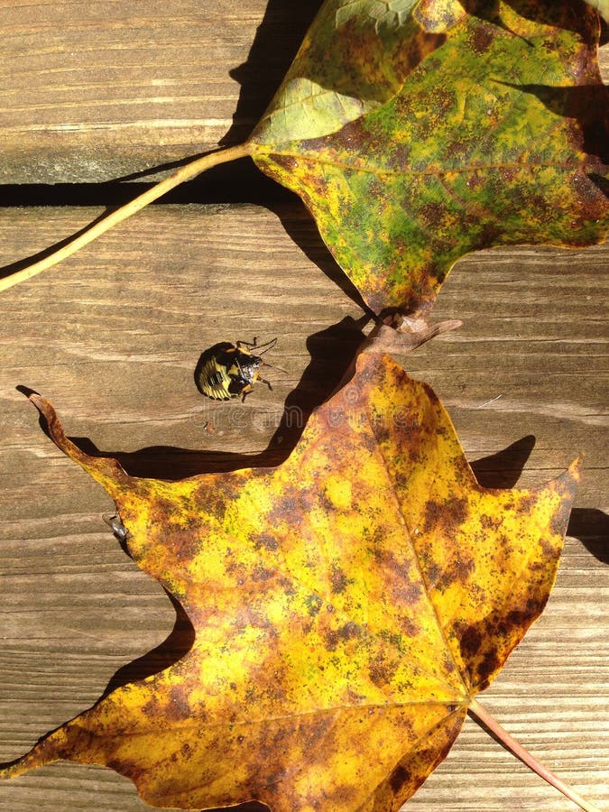 Bug with fall leaves stock image. Image of decking, leaves - 99718399