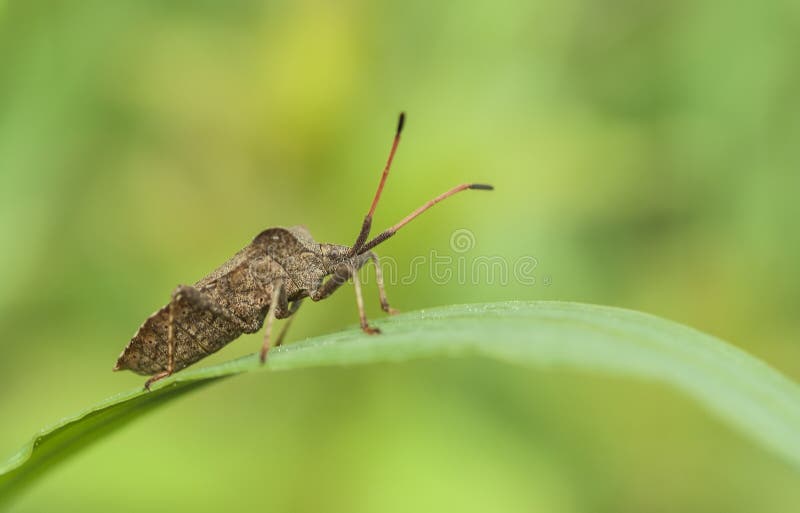 Bug imagem de stock. Imagem de insetos, wildlife, olho - 188527009
