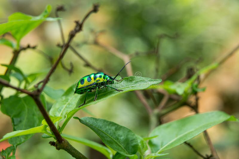 Metallic Shield Bug or Jewel Bug Stock Photo - Image of forest, common ...